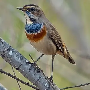British Birds alphabetically