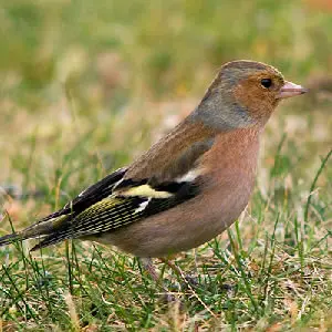 British Birds alphabetically