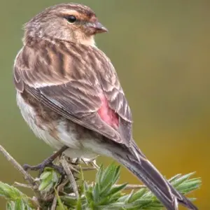 British Birds alphabetically